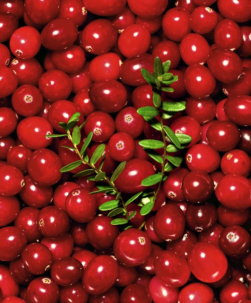 Cranberry_Früchte m Zweig – Blu – Kräuter & Gemüse - So gesund kann ...