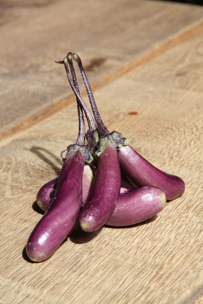 aubergine_super-mini_7855 – Blu – Kräuter & Gemüse - So gesund kann ...